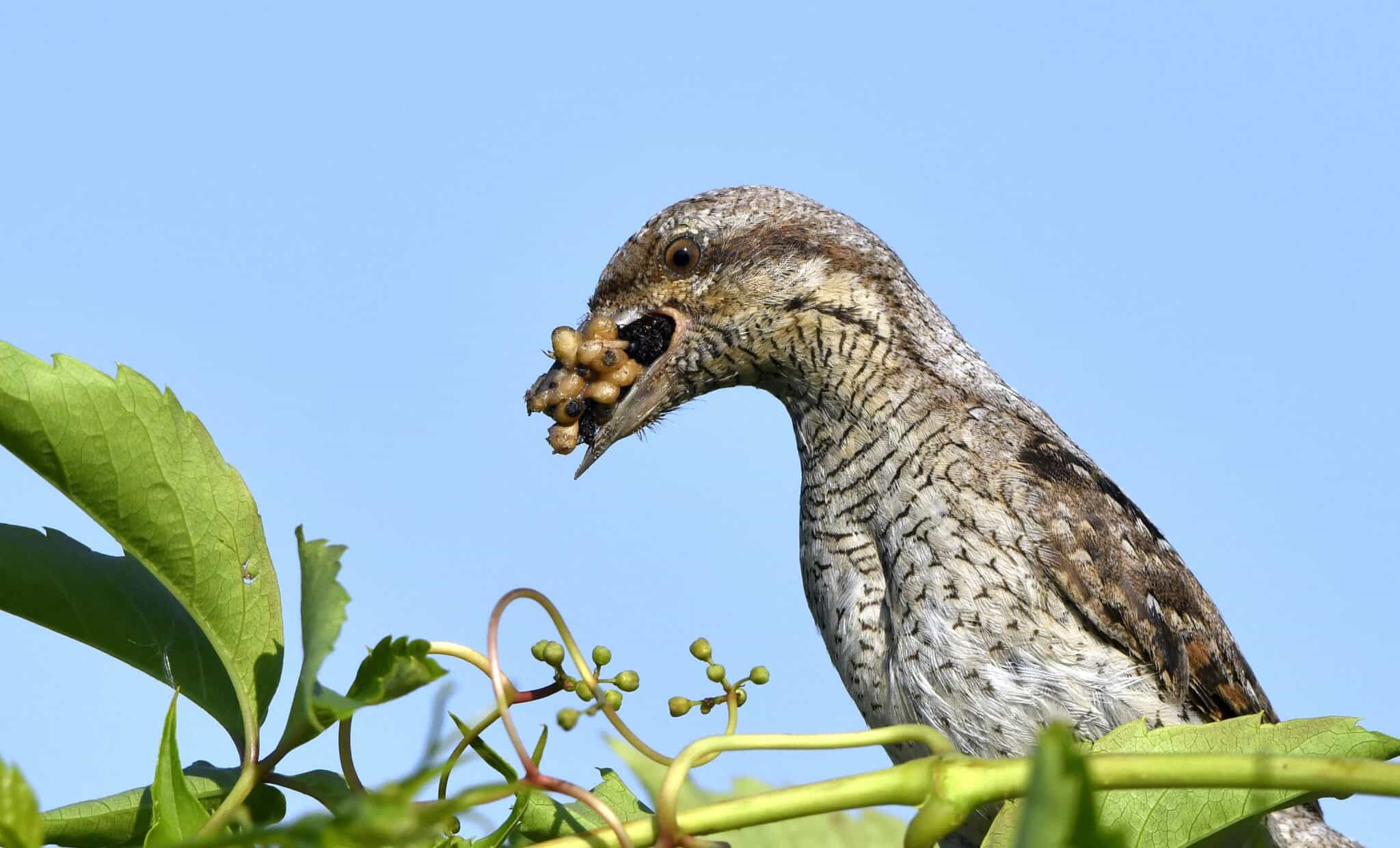 Wryneck Animal Facts - Jynx - A-Z Animals