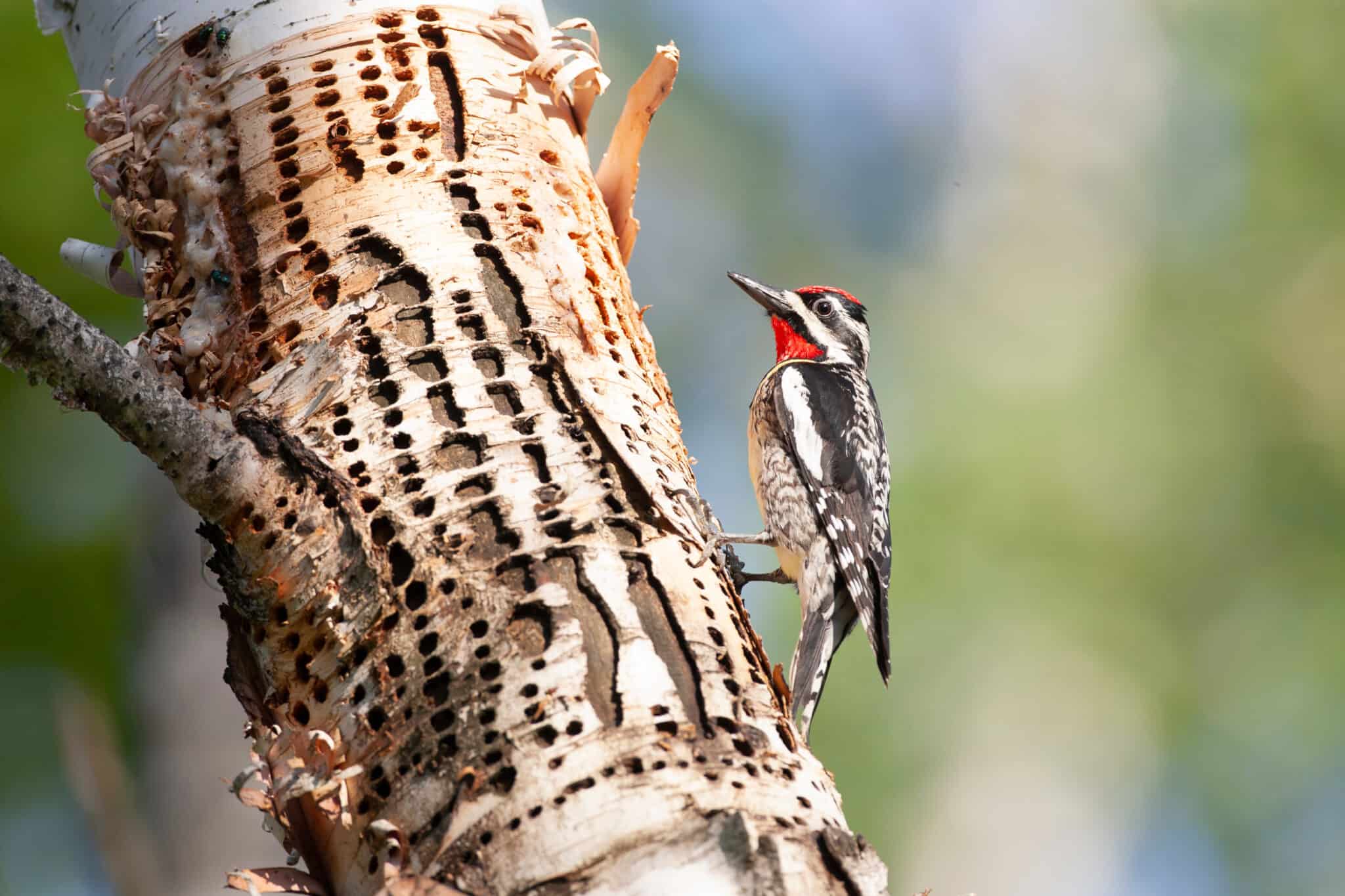 7 Woodpeckers in Tennessee (Pictures, ID Guide, and Common Locations ...