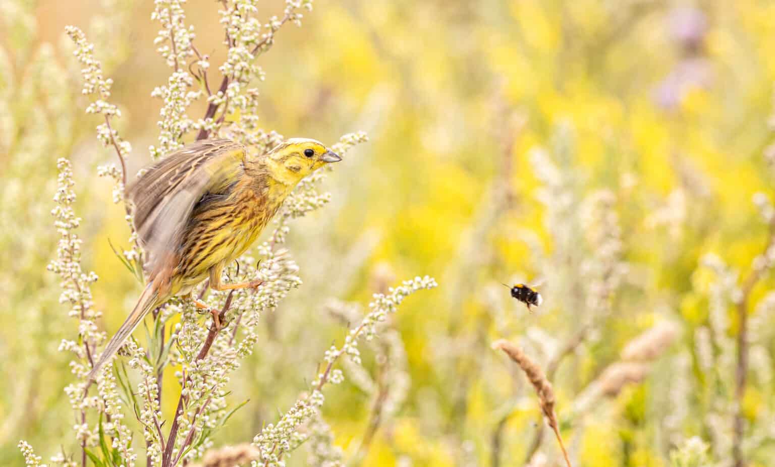 Yellowhammer Bird Facts - Emberiza citrinella - A-Z Animals