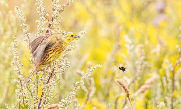 Yellowhammer Animal Facts - Emberiza citrinella - A-Z Animals