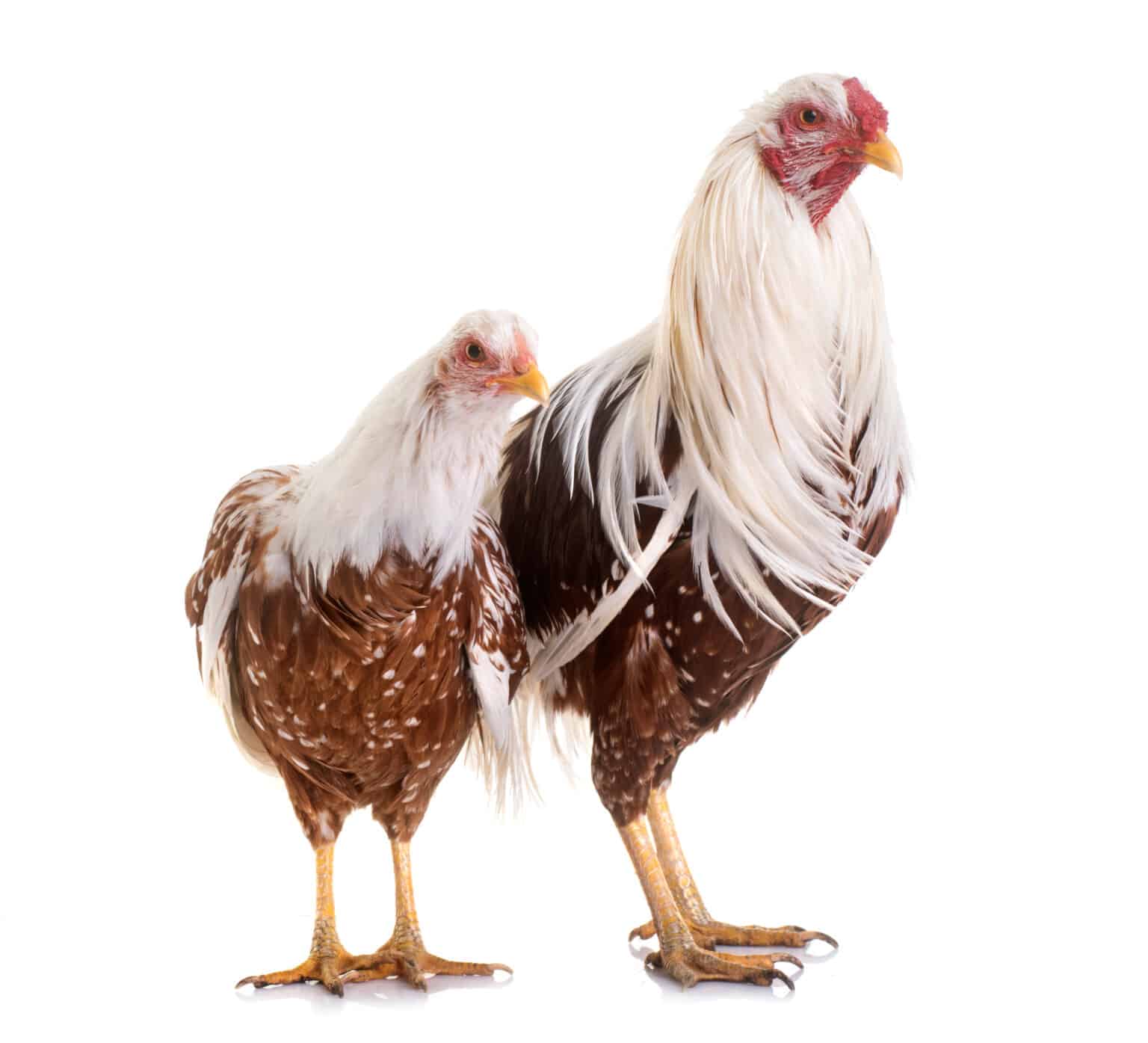 Yokohama Chicken Animal Facts - Gallus gallus domesticus - A-Z Animals