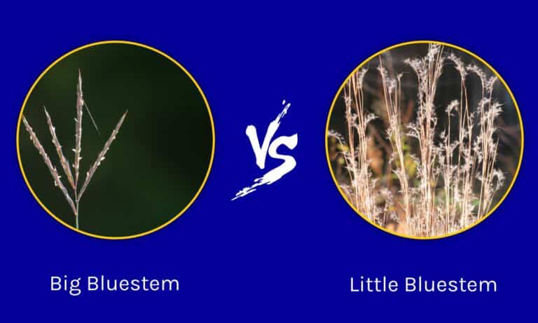 Big Bluestem vs Little Bluestem: What's the Difference? - A-Z Animals