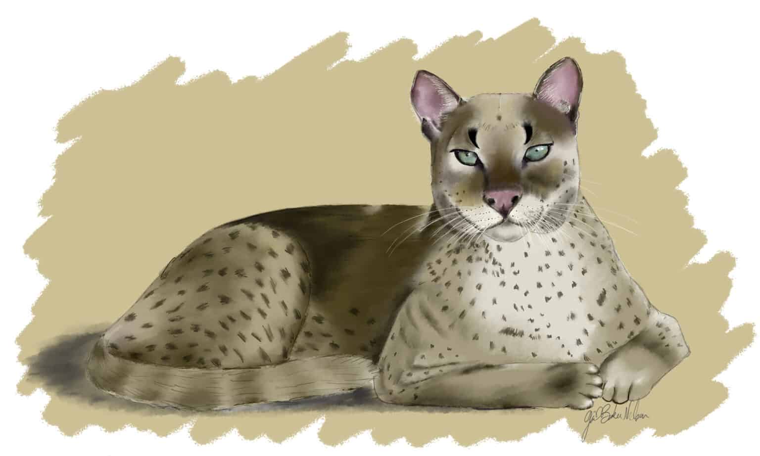 African Golden Cat Breed Complete Guide - A-Z Animals