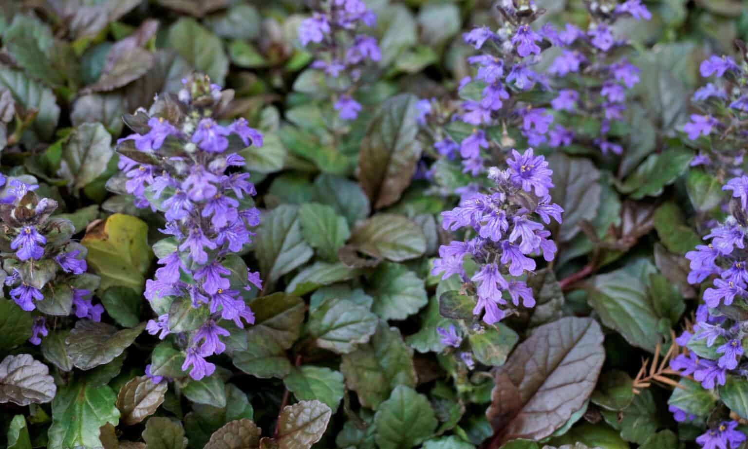 The 11 Best Perennial Flowers to Plant in South Carolina - A-Z Animals