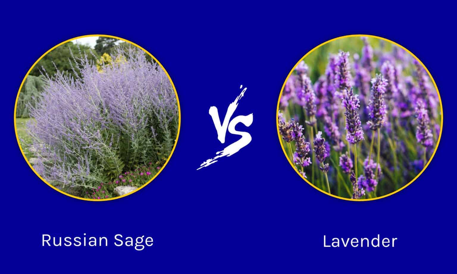 Russian Sage vs. Lavender: How Are They Different? - A-Z Animals