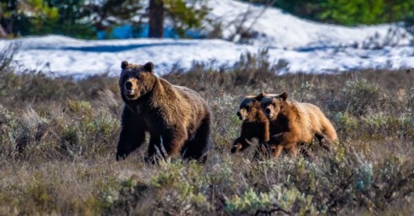 Grizzly Bears Thrive in These U.S. States - A-Z Animals Slideshows