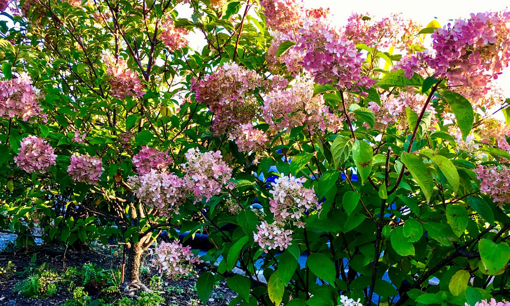 Pee Gee Hydrangea Vs Limelight Hydrangea What Are The Differences 8968