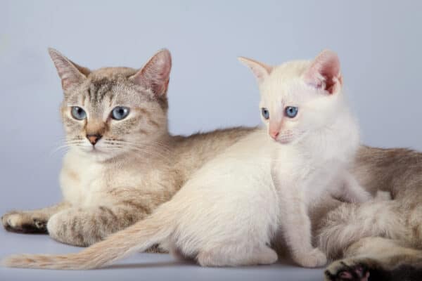 Exploring the Diverse World of White Cat Breeds - A-Z Animals