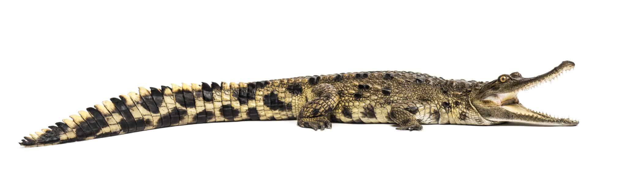 Discover All 18 Types of Crocodiles Found Across the World - A-Z Animals