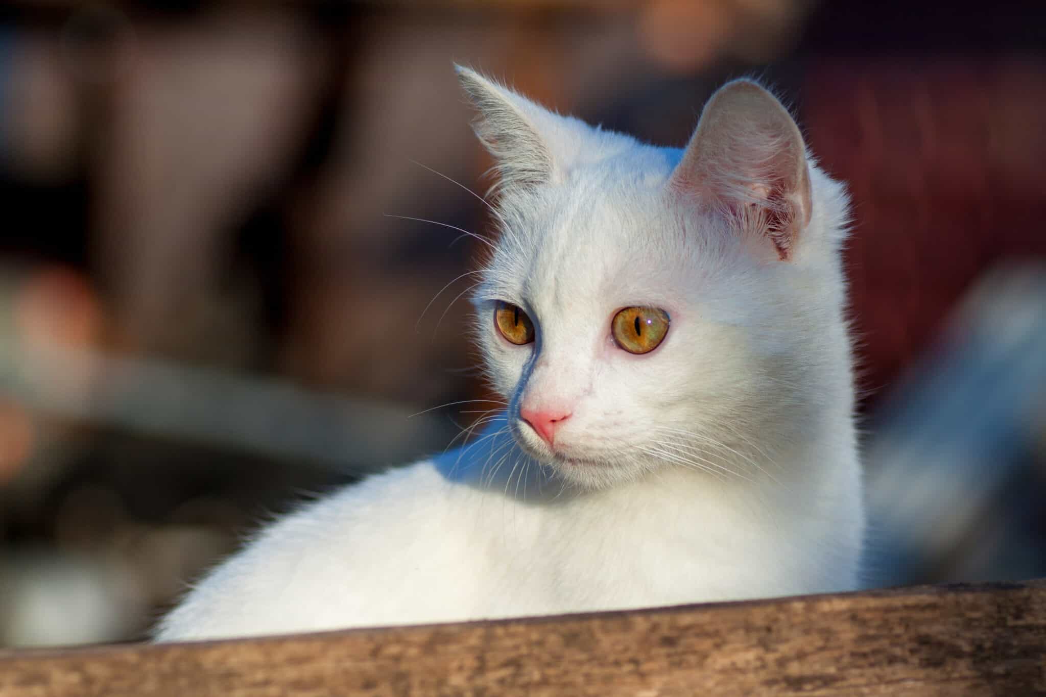 Exploring the Diverse World of White Cat Breeds - A-Z Animals