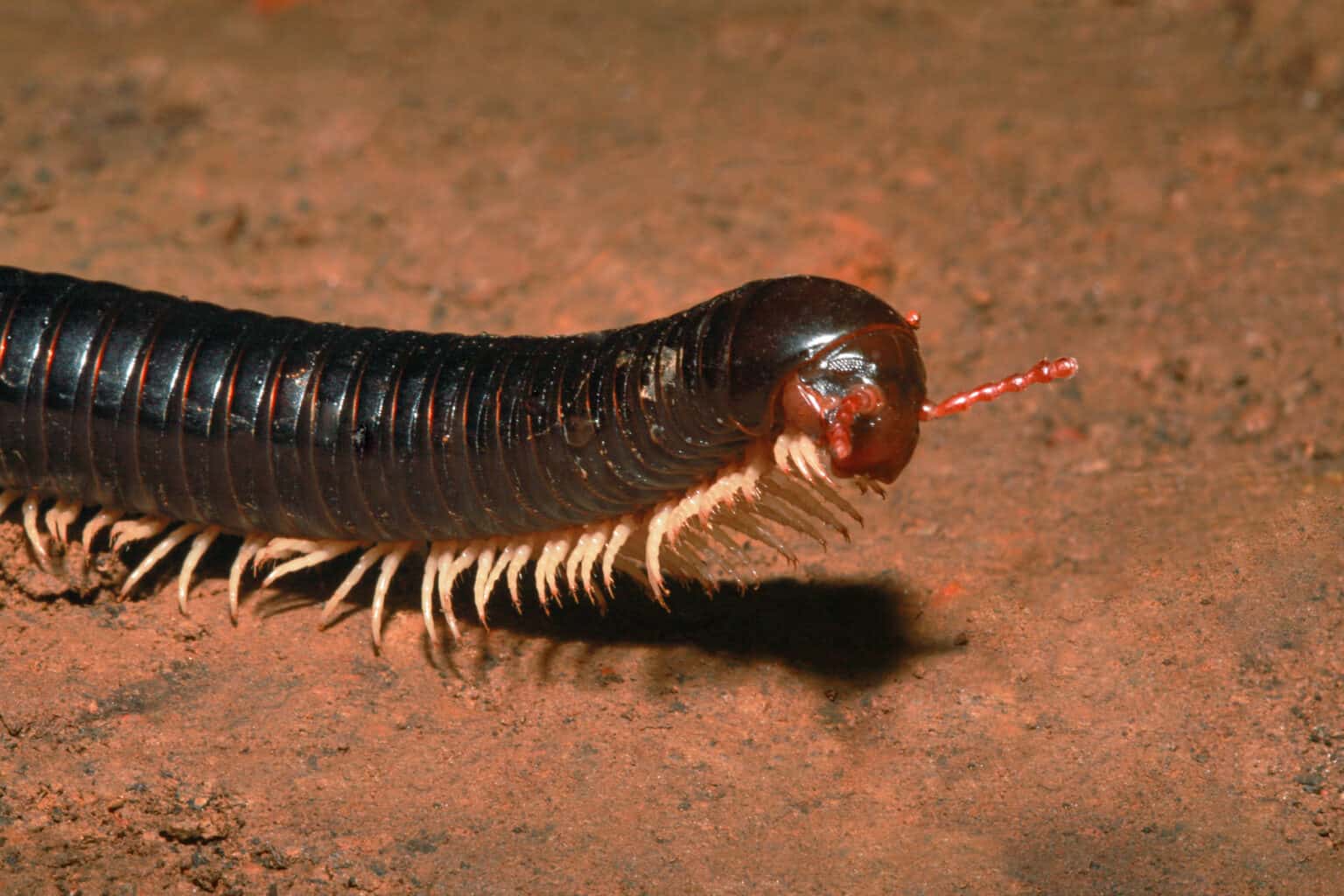 Discover the 5 Largest Animals in Oklahoma, and Where You’ll Find Them ...