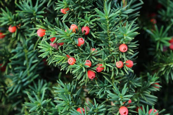 The Different Types of Evergreen Trees - A-Z Animals
