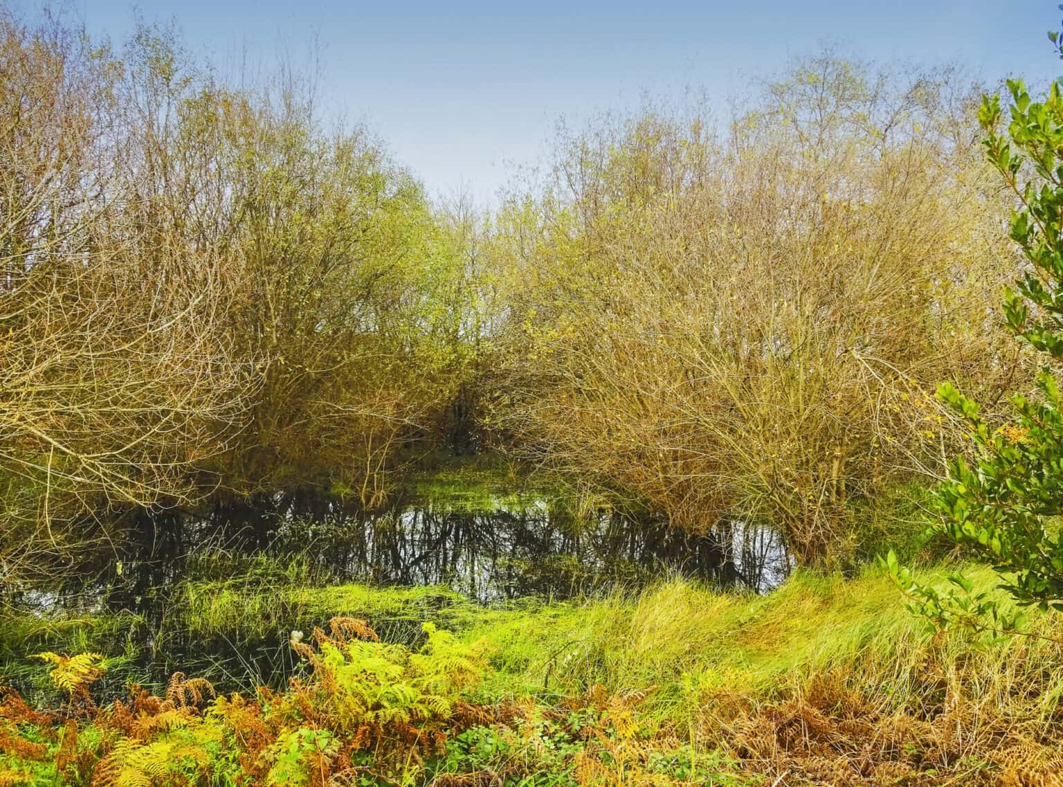 Discover 11 Different Types of Willow Trees - A-Z Animals
