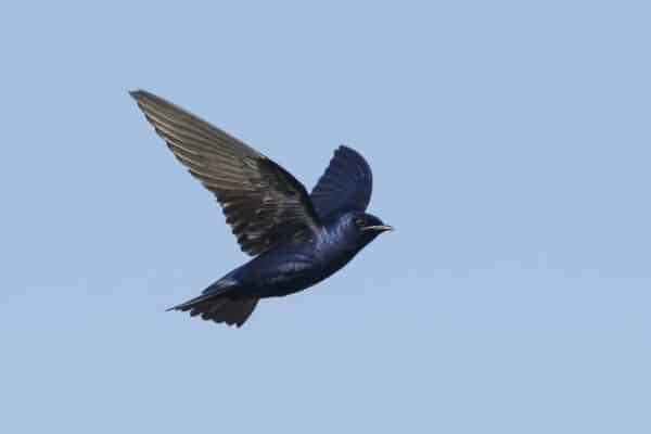 What Do Purple Martins Eat? - A-Z Animals