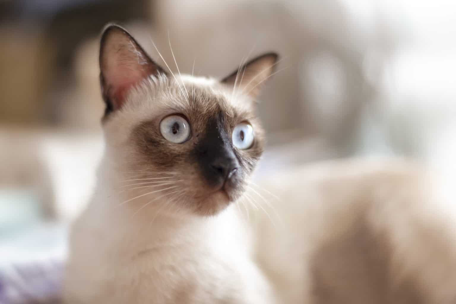 Thai Cat vs. Siamese Cat - A-Z Animals