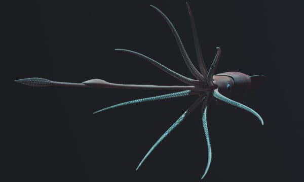 How Many Arms and Tentacles Do Squids Have? - A-Z Animals