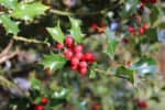 10+ Different Types of Poisonous Berries To Avoid At All Costs - A-Z ...