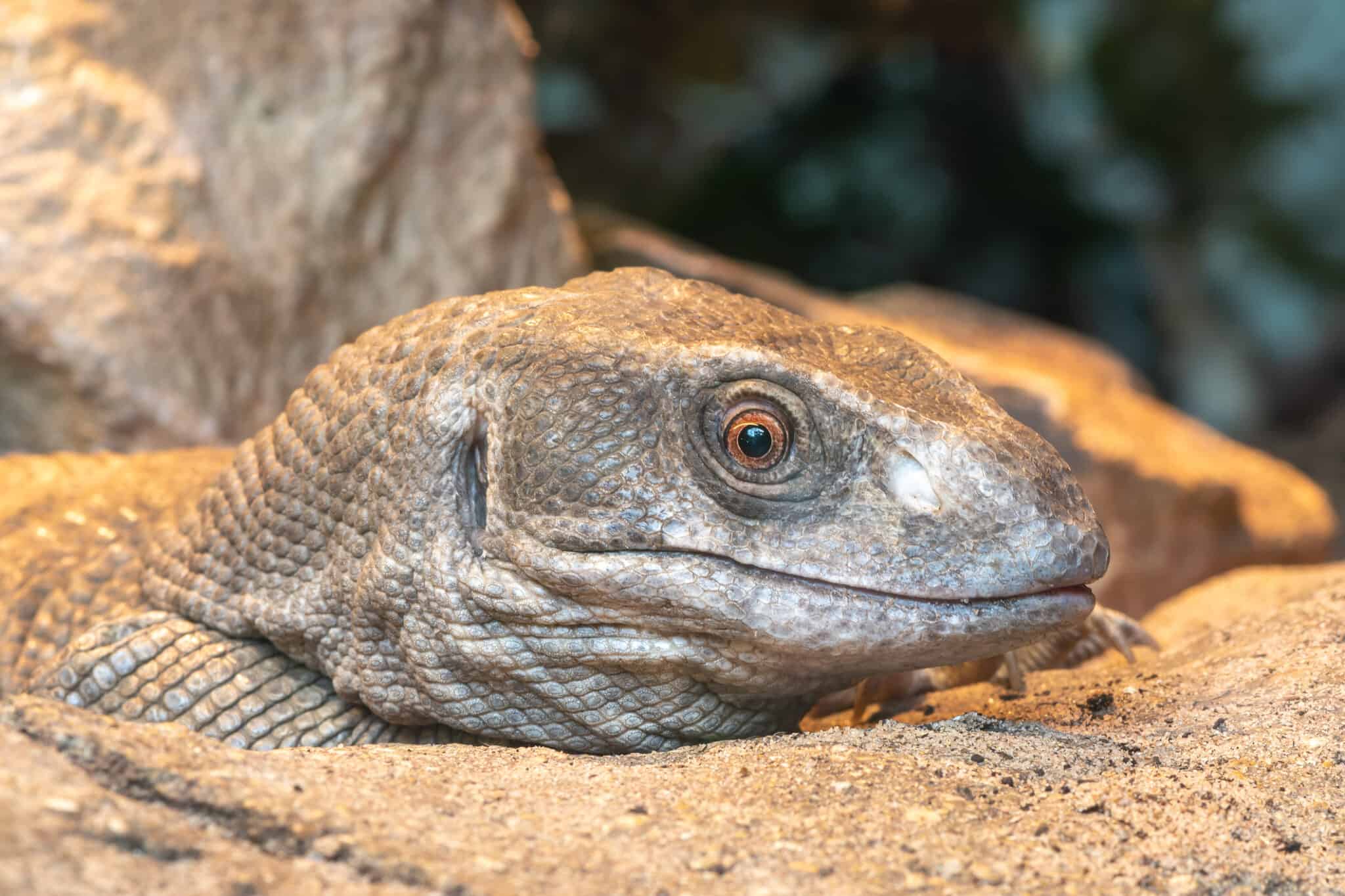 What Do Savannah Monitors Eat? - A-Z Animals