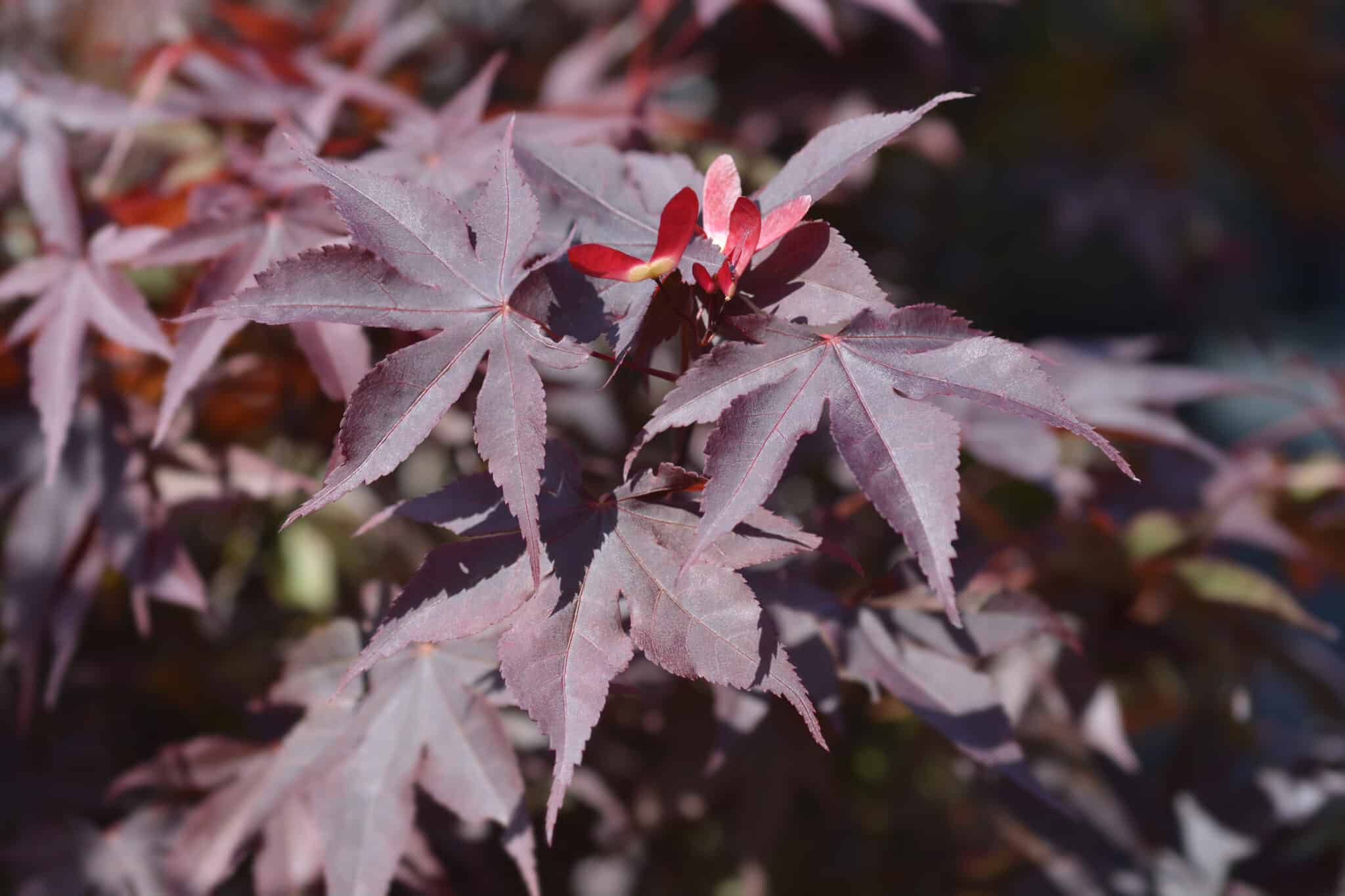 Fireglow vs. Bloodgood Japanese Maple - A-Z Animals