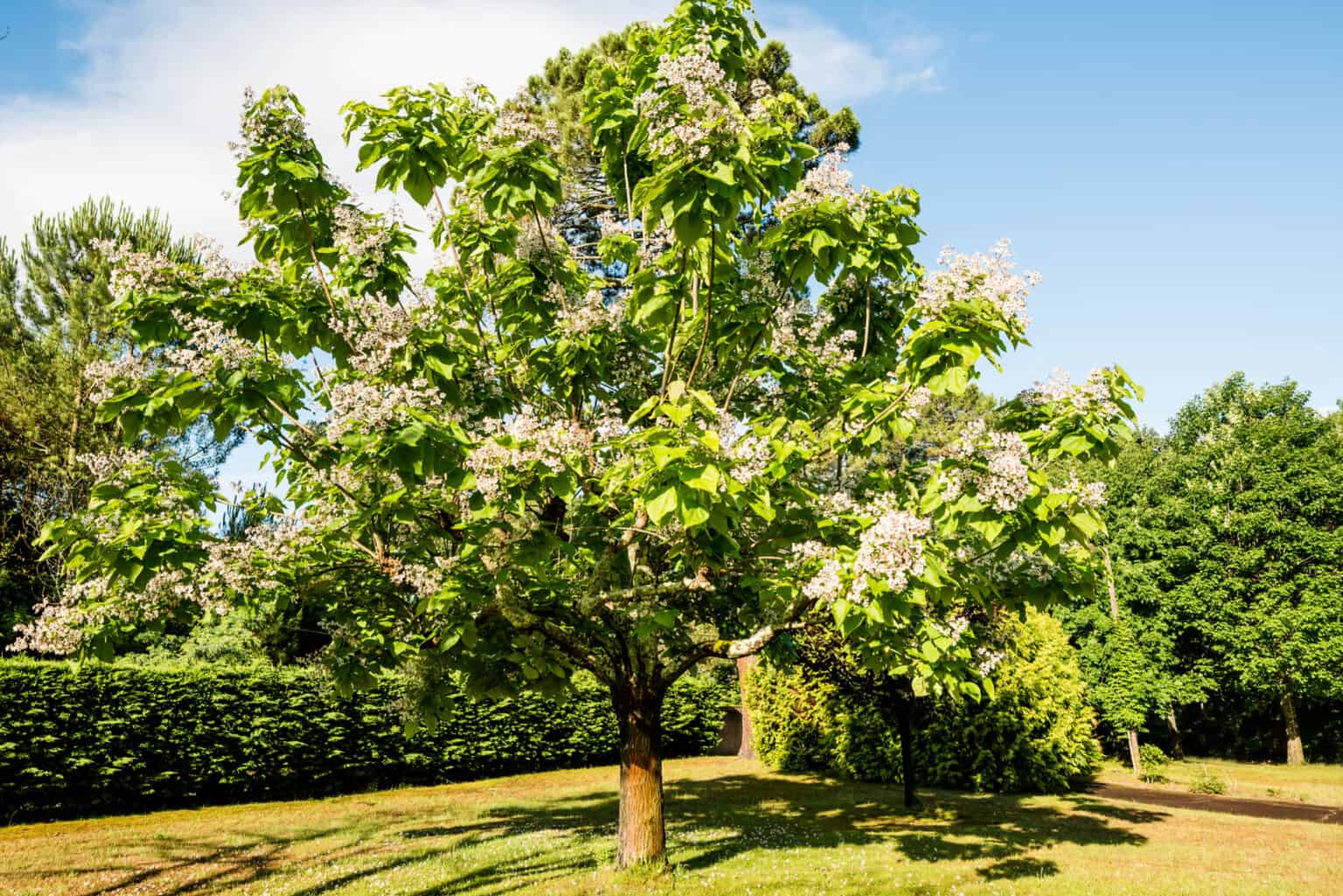 Chitalpa Tree Pros And Cons