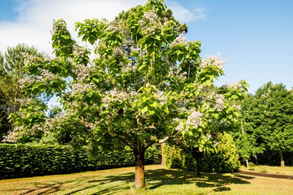 Chitalpa Tree vs. Desert Willow - A-Z Animals