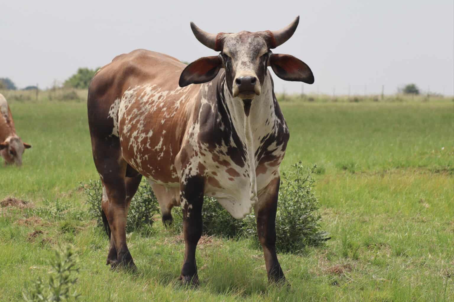 Biggest Bulls in the World - A-Z Animals