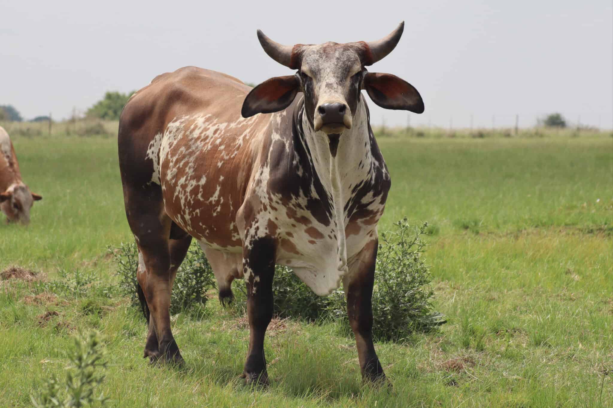 Biggest Bulls in the World - A-Z Animals