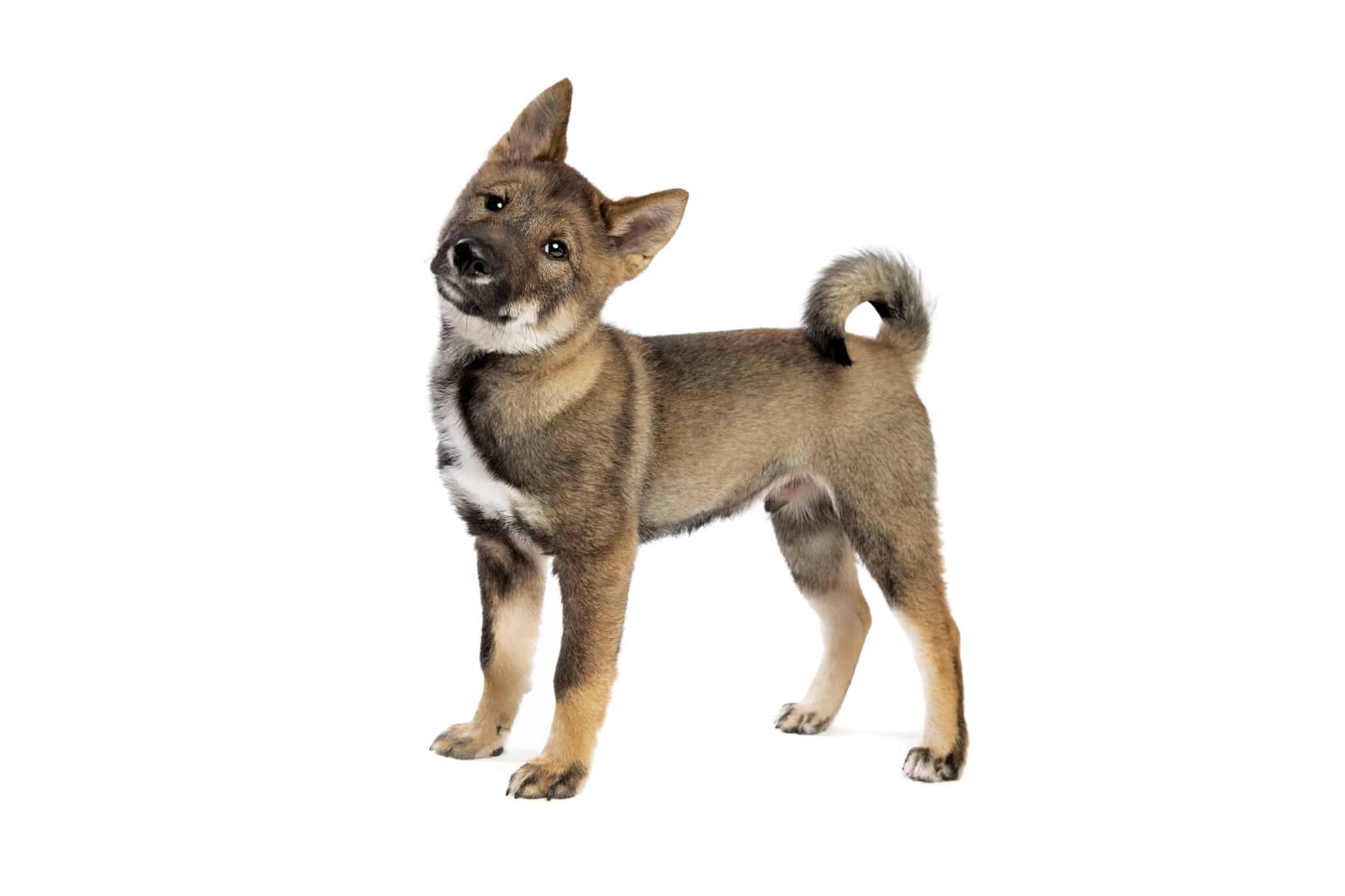 Shikoku Animal Facts - Canis lupus familiaris - A-Z Animals