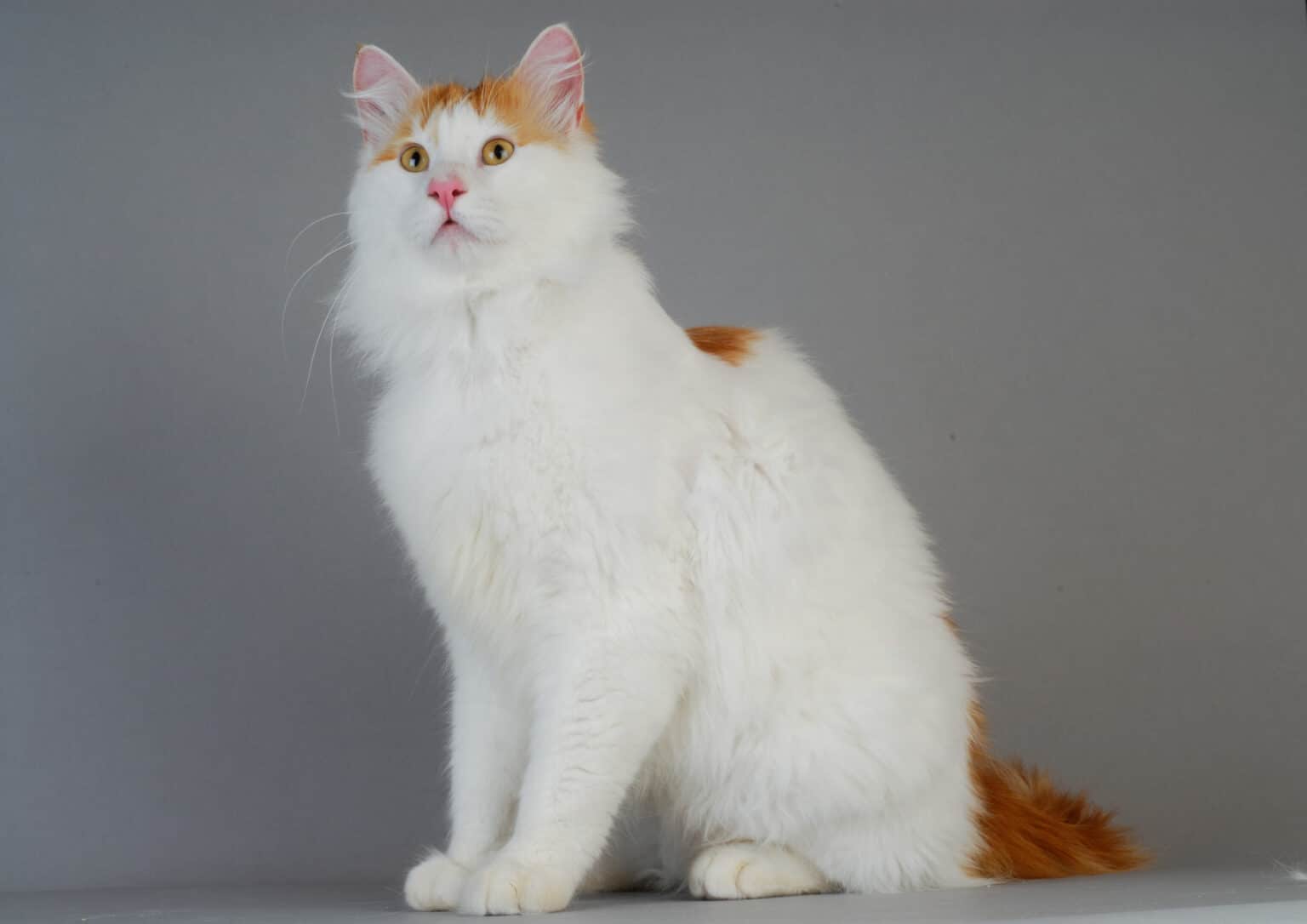 Turkish Van vs. Turkish Angora - A-Z Animals
