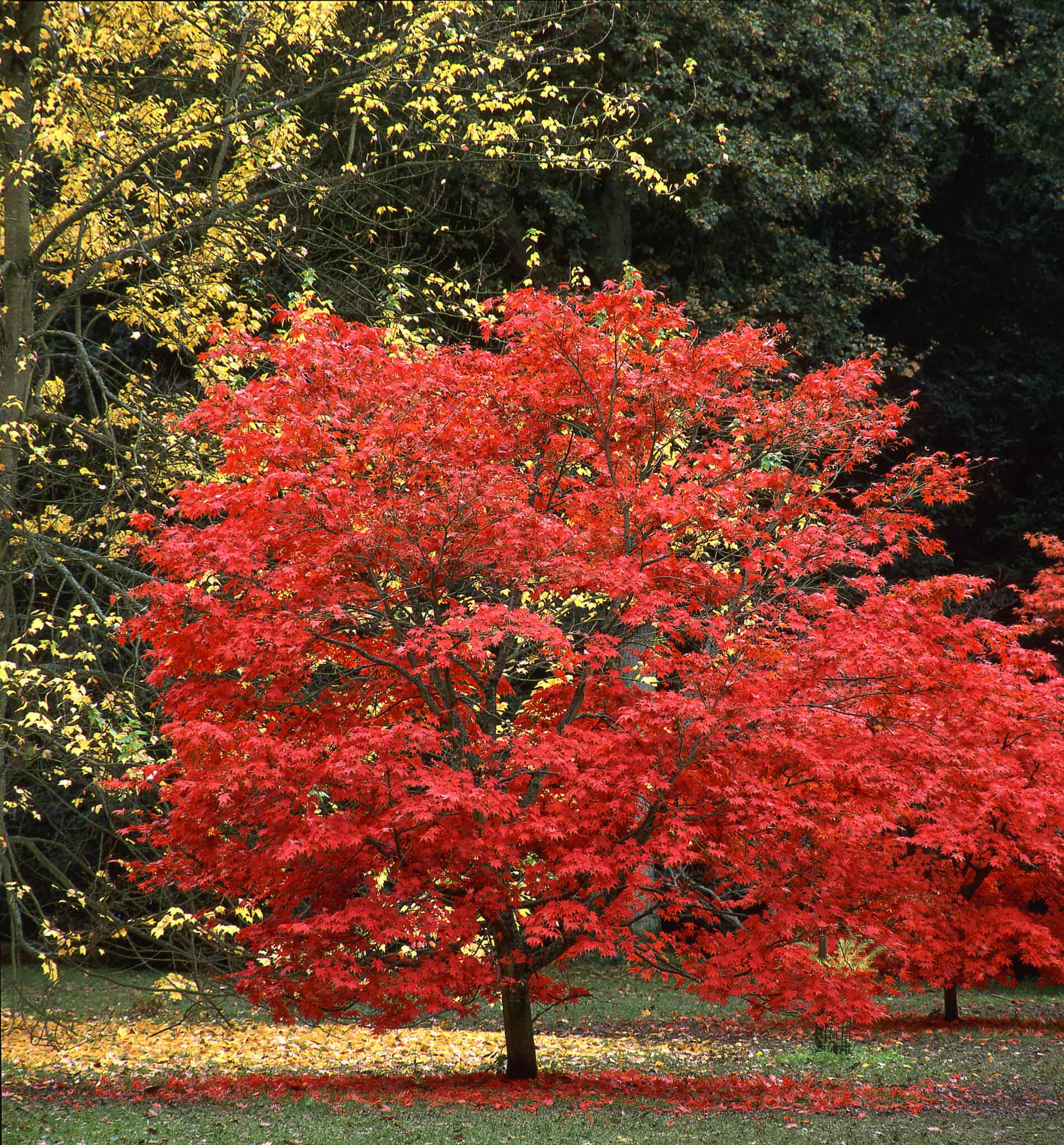 Fireglow vs. Bloodgood Japanese Maple - A-Z Animals