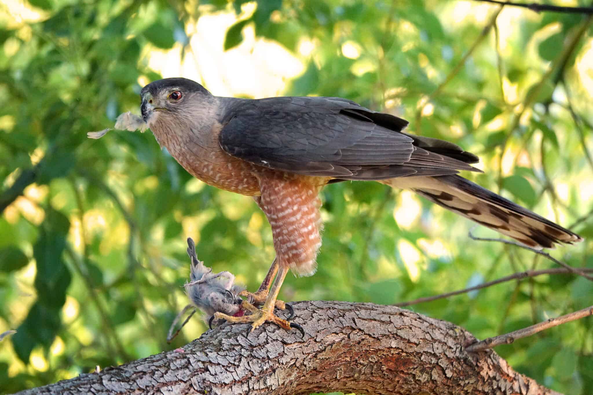 Cooper’s Hawk Bird Facts - Accipiter cooperii - A-Z Animals