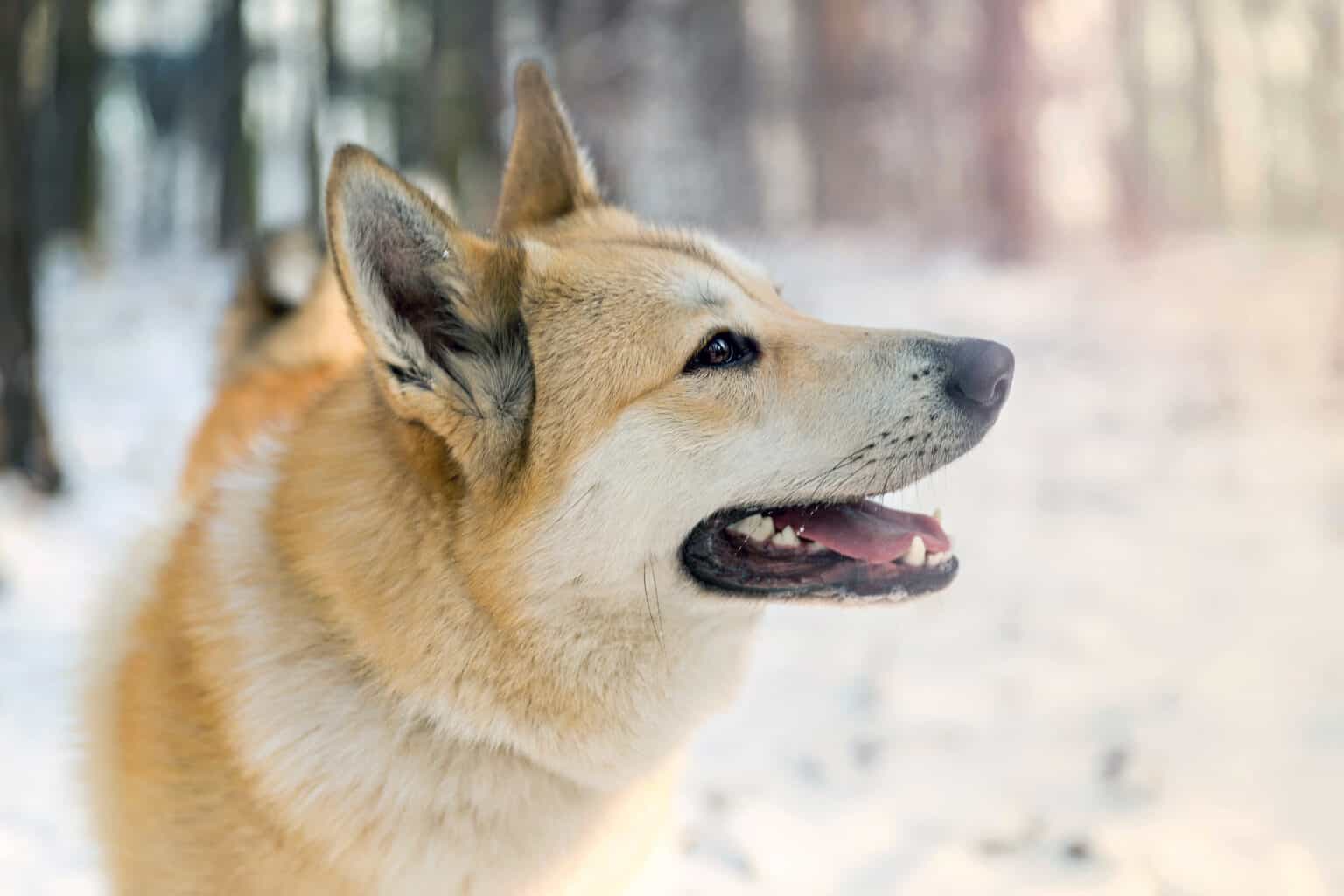 West Siberian Laika Animal Facts - Canis lupus familiaris - A-Z Animals
