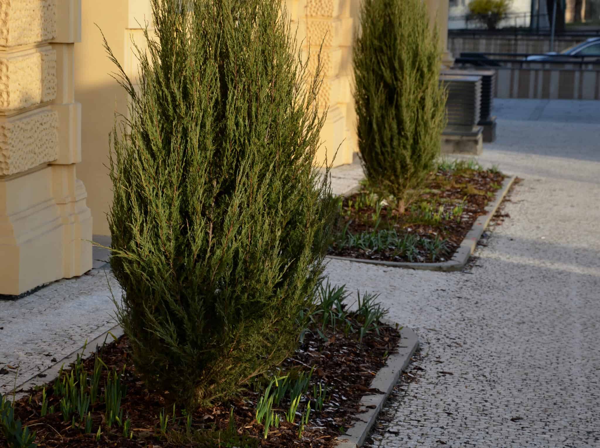 Blue Arrow Juniper vs. Skyrocket Juniper - A-Z Animals