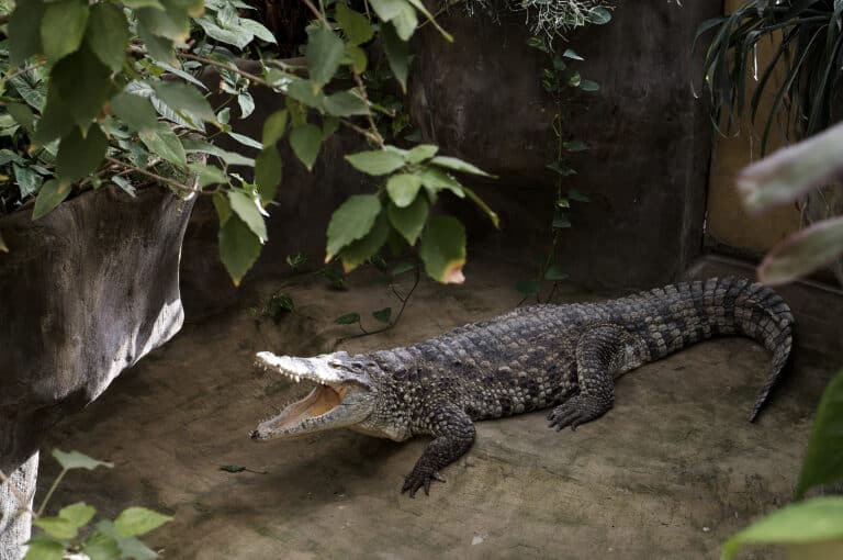 Discover All 18 Types of Crocodiles Found Across the World - A-Z Animals