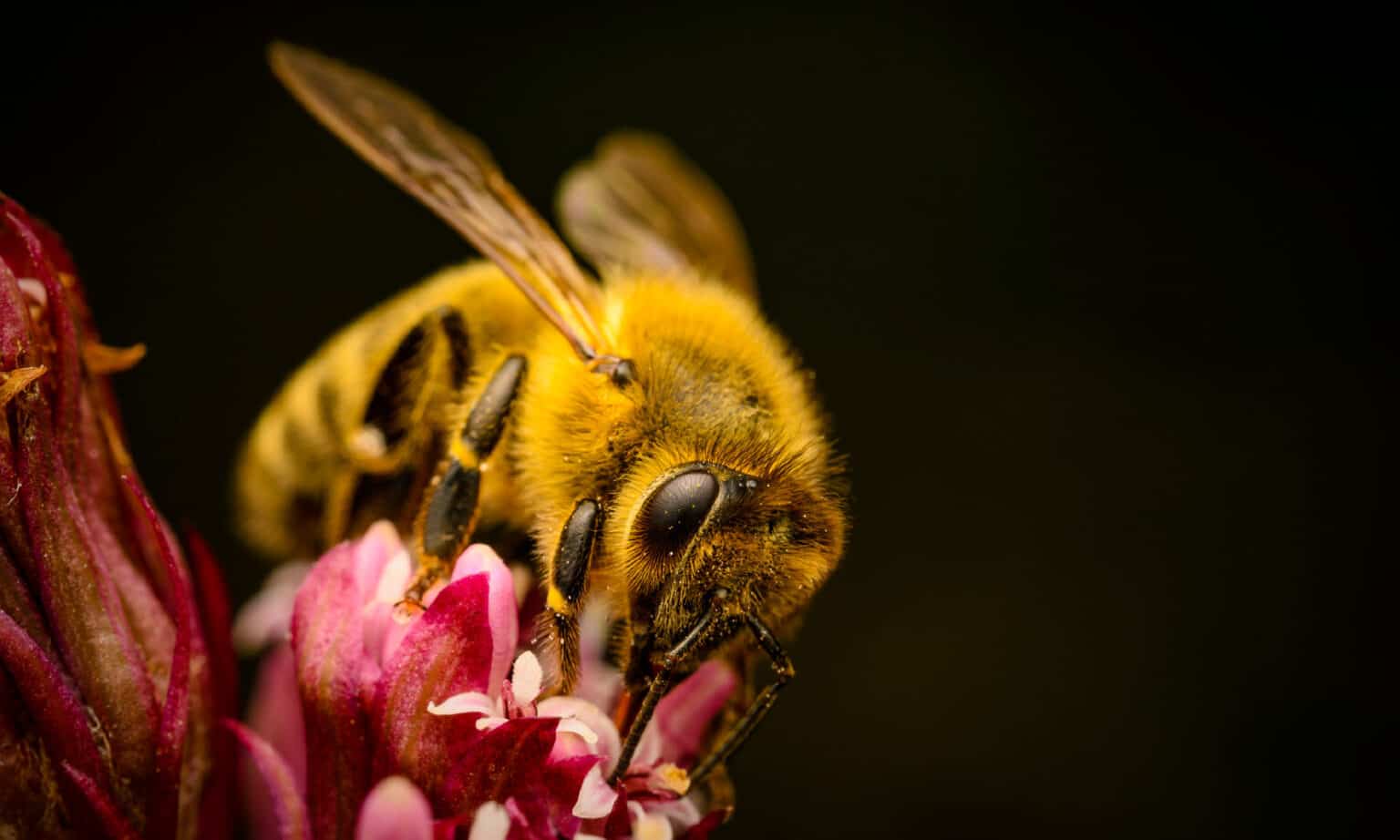 The Complete List of Every Official US State Insect Symbol (With ...