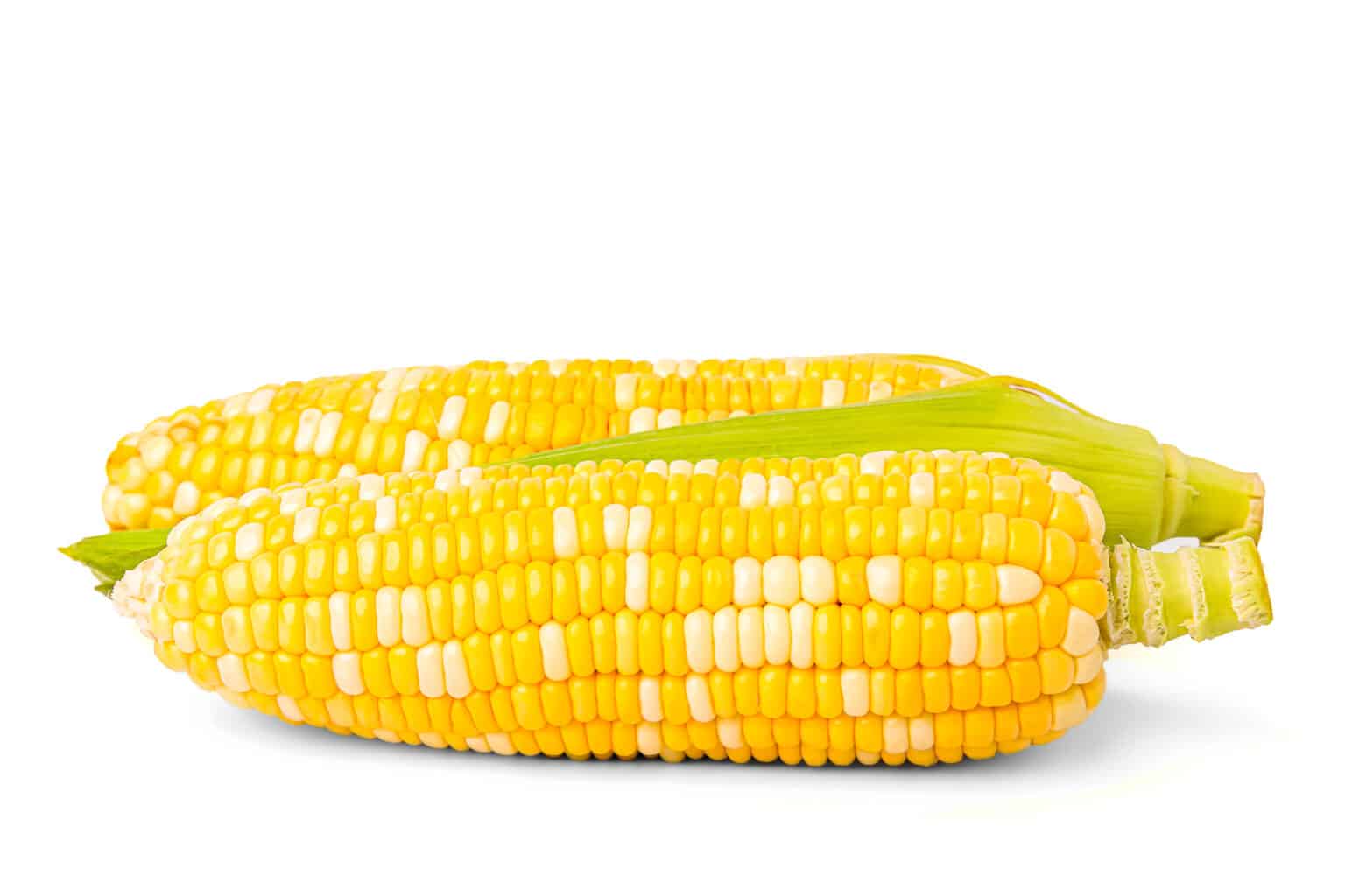 Hominy Plant vs. Corn - A-Z Animals