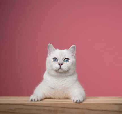 Exploring the Diverse World of White Cat Breeds - A-Z Animals