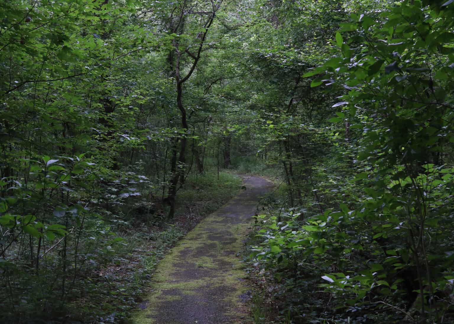 10 Reasons Louisiana Offers the Best Deer Hunting in the Country - A-Z ...