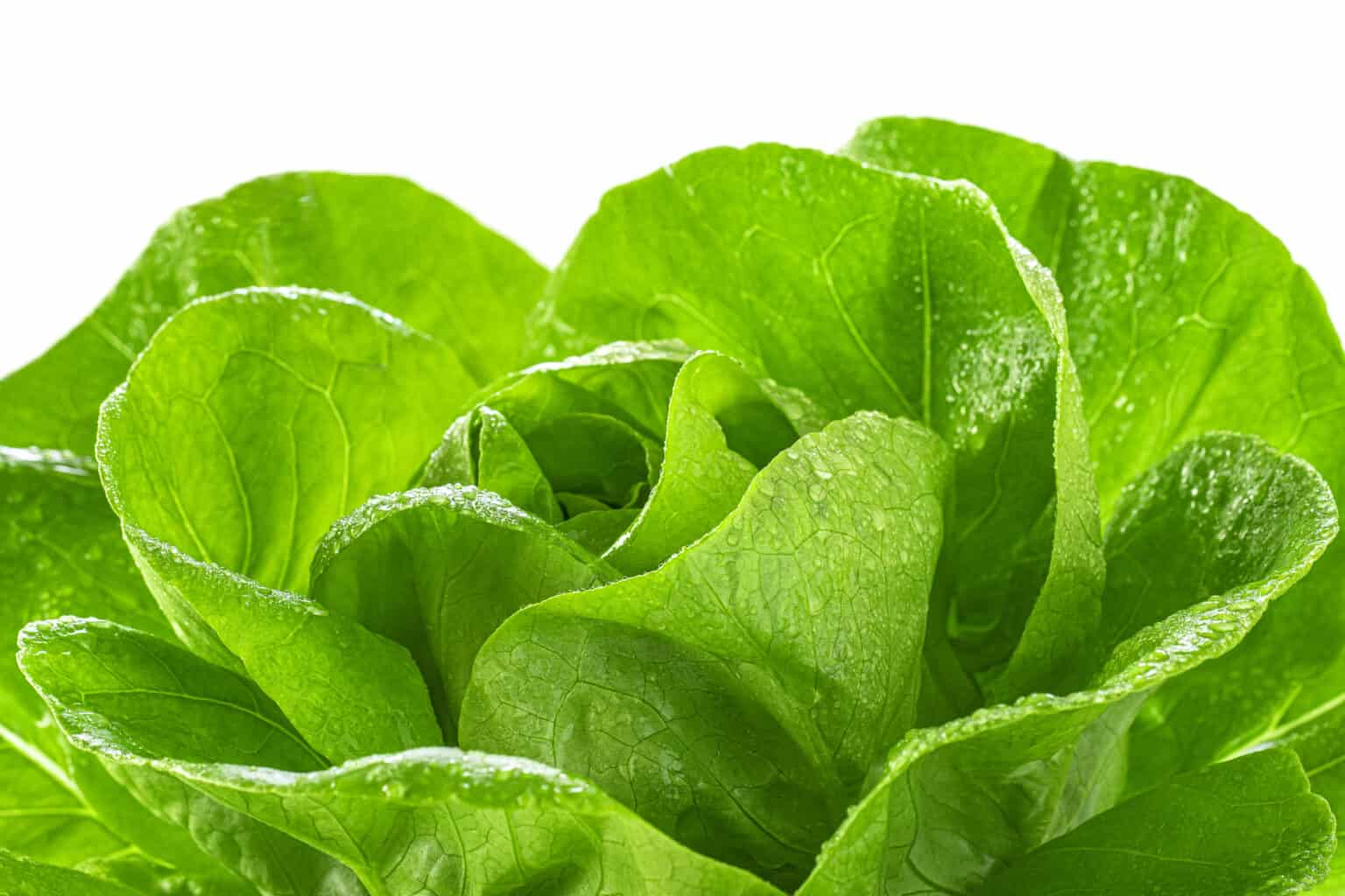 Bibb Lettuce vs. Butter Lettuce: What Are the Differences? - A-Z Animals