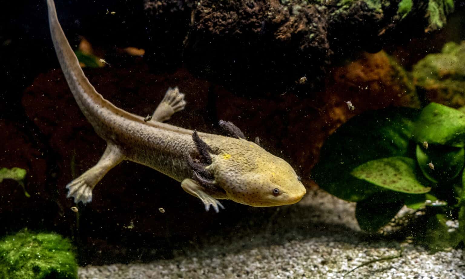 The Amazing World of Axolotls and Why They Are Endangered - A-Z Animals