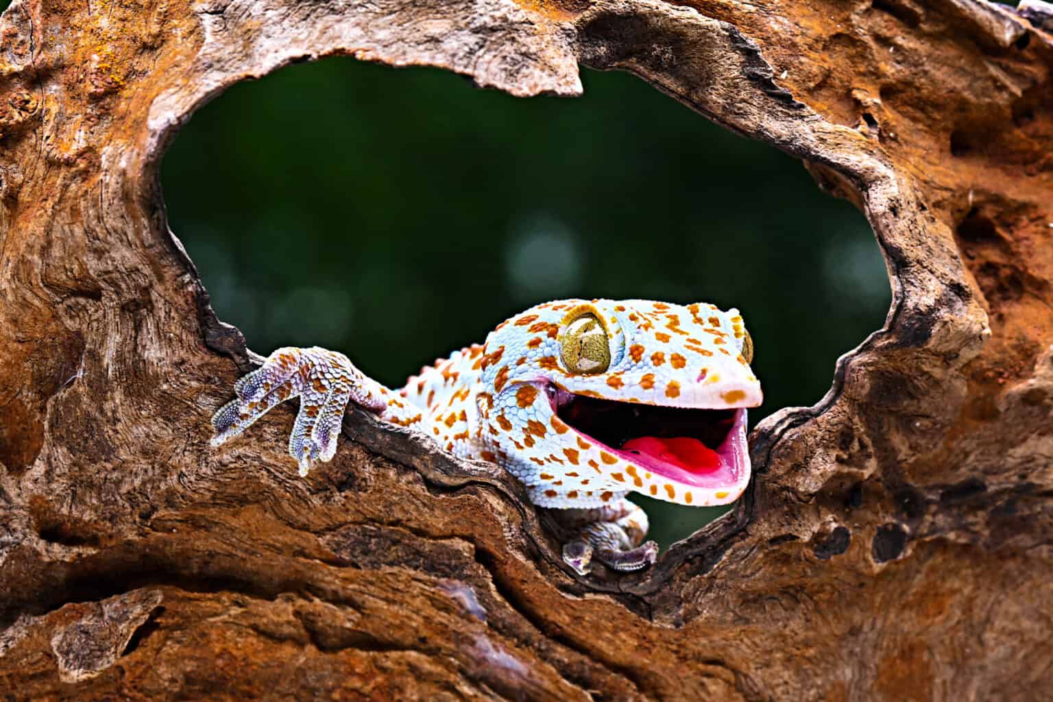 What Do Geckos Eat? 12 Foods in Their Diet - A-Z Animals