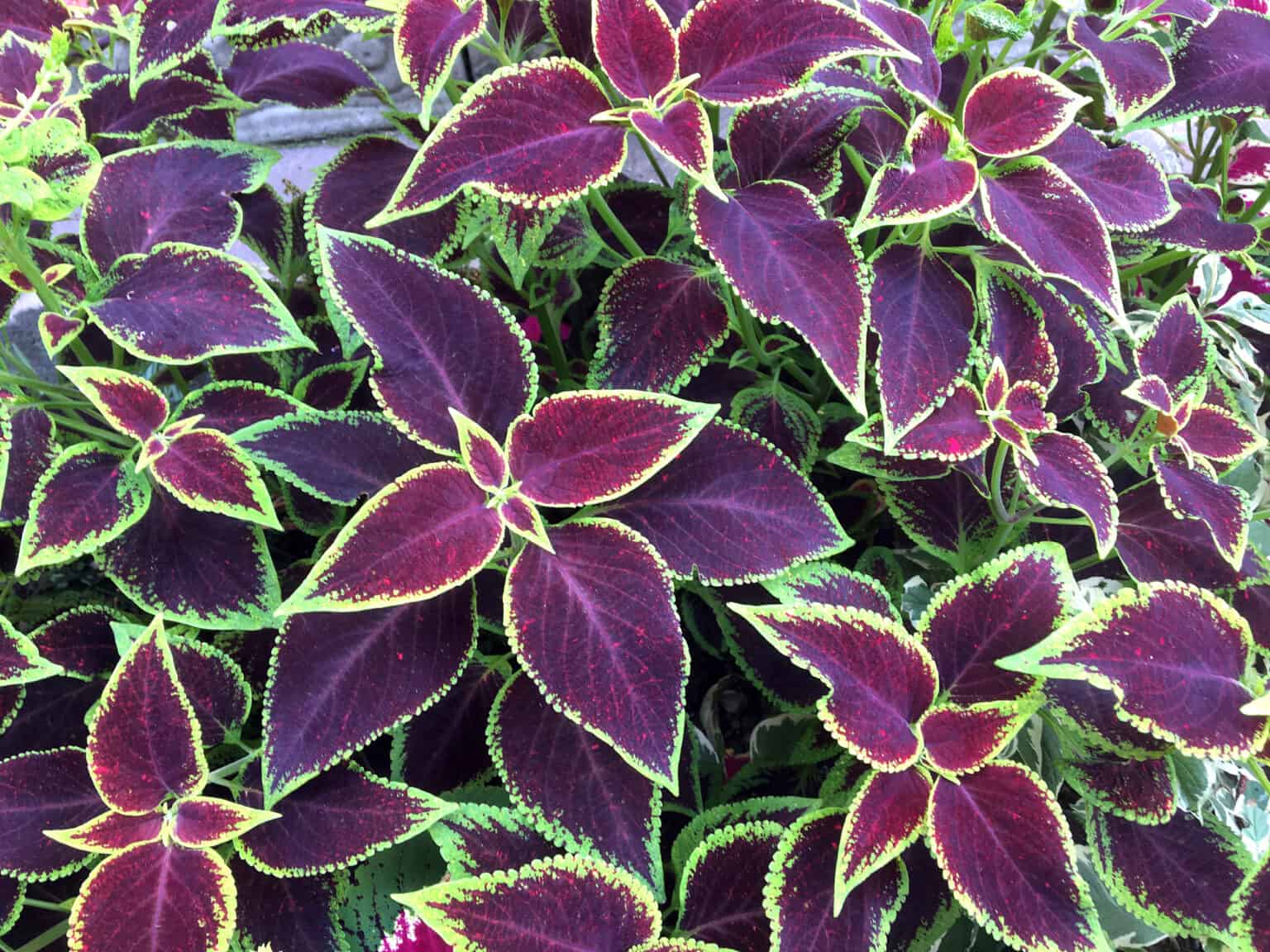 Coleus - A-Z Animals