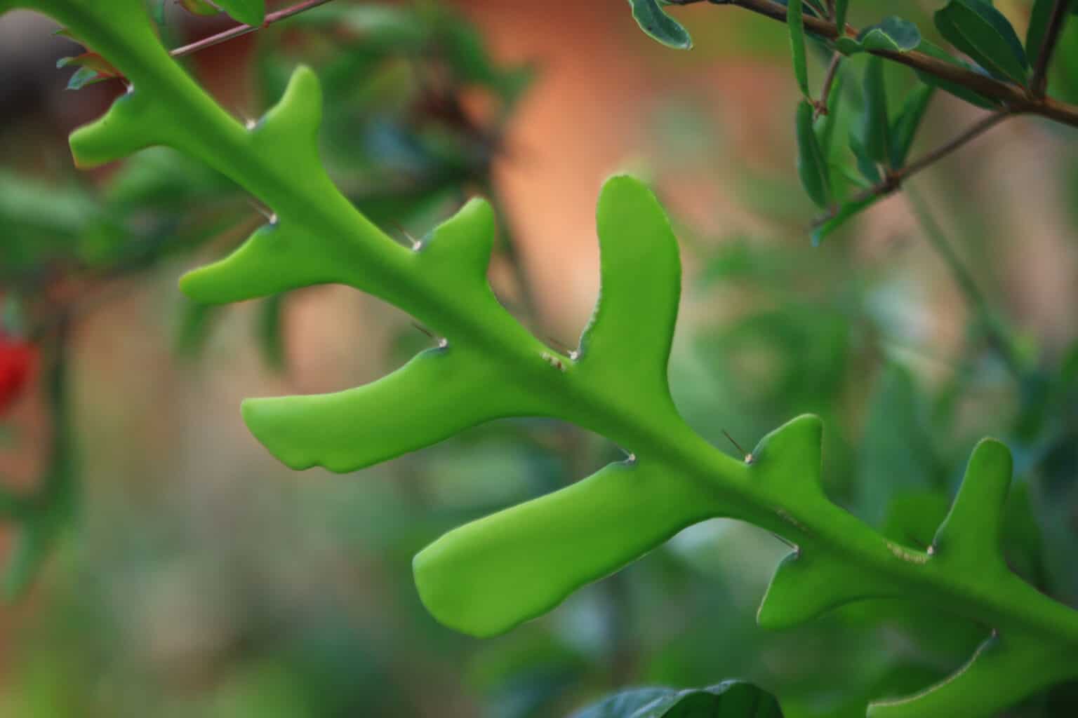 5 Types of Cactus Plants - A-Z Animals