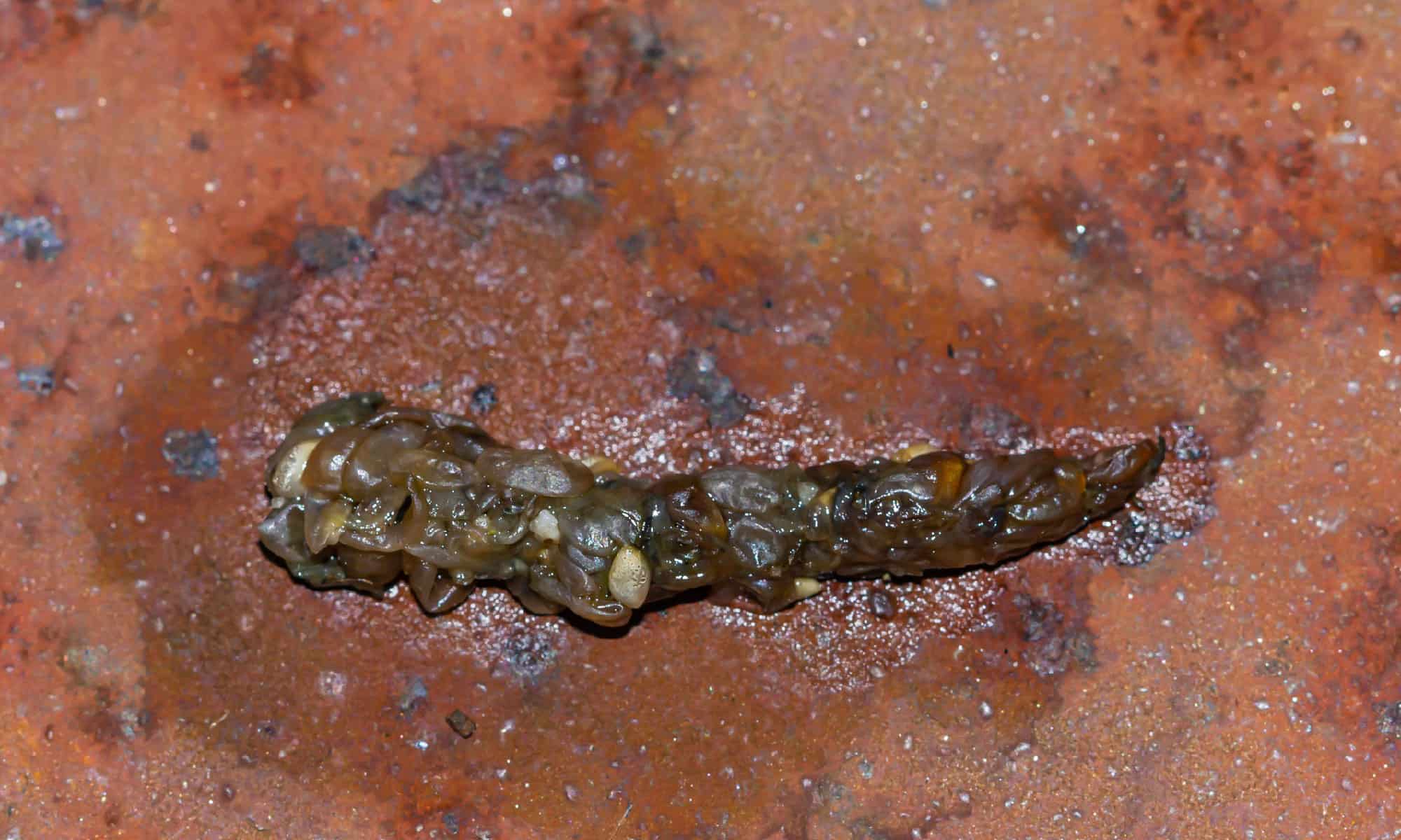 Weasel Poop: Everything You've Ever Wanted To Know - A-Z Animals