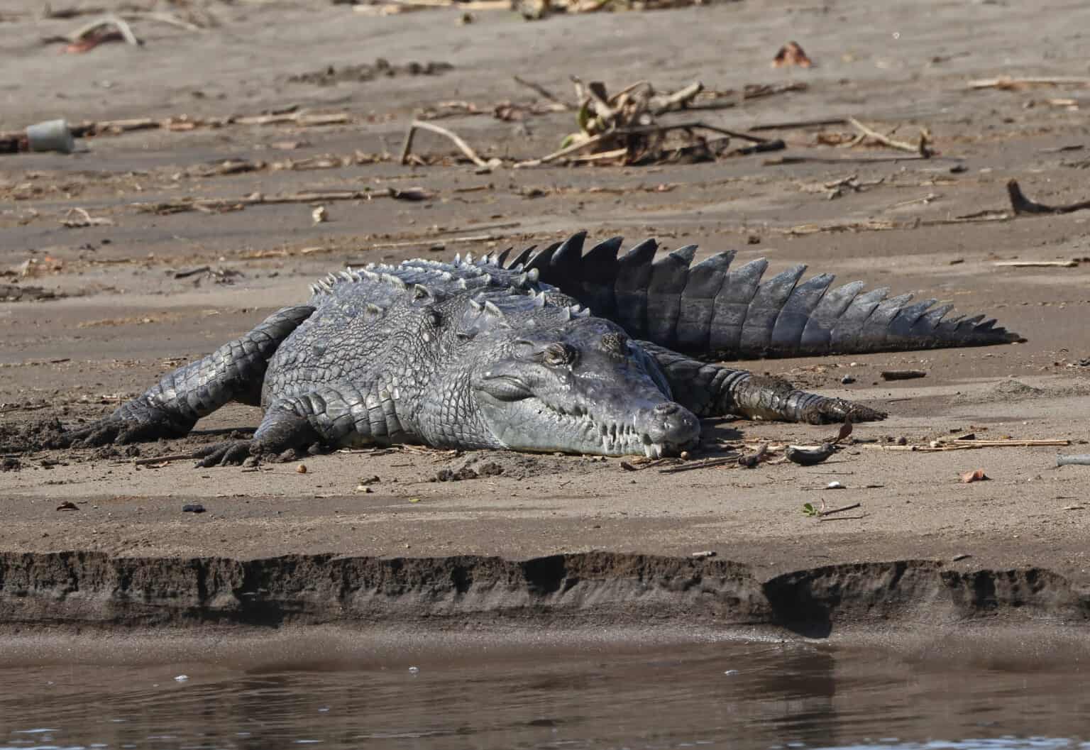 The 36 Most Amazing and Strange Alligator Facts - A-Z Animals Slideshows