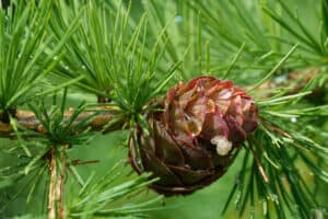 Larch vs. Tamarack - A-Z Animals