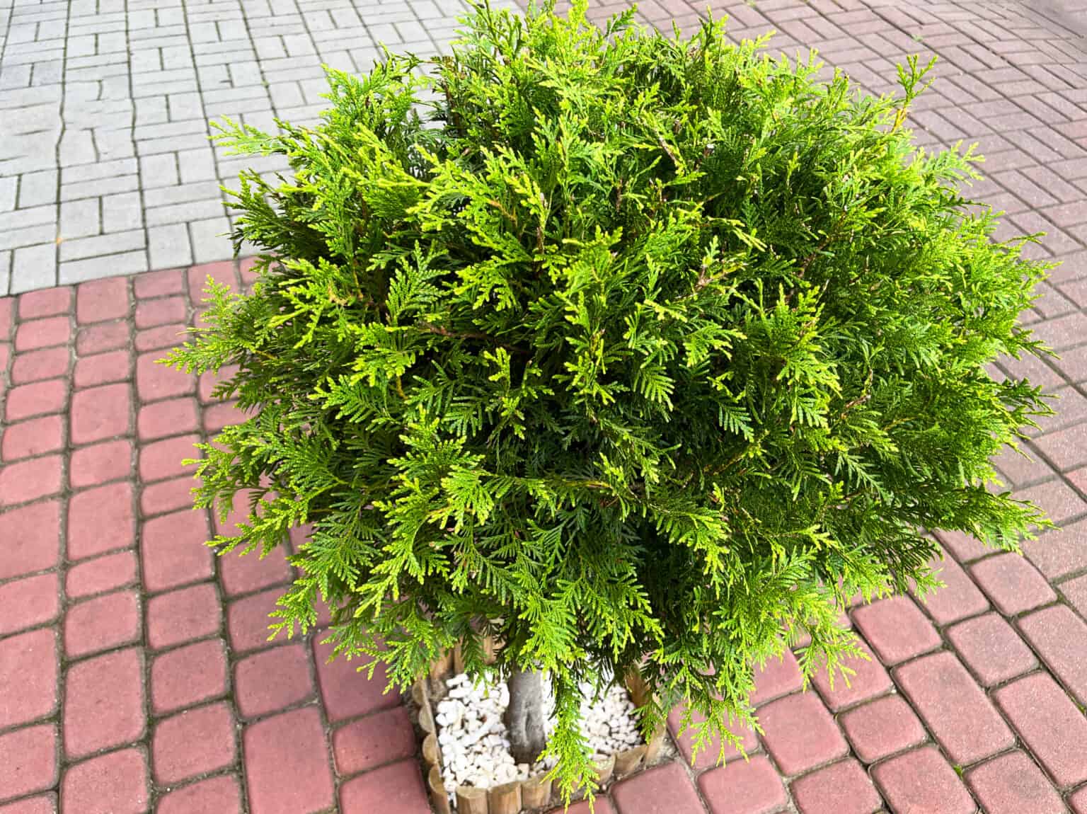 American Arborvitae vs. Emerald Green: What's the Difference? - A-Z Animals