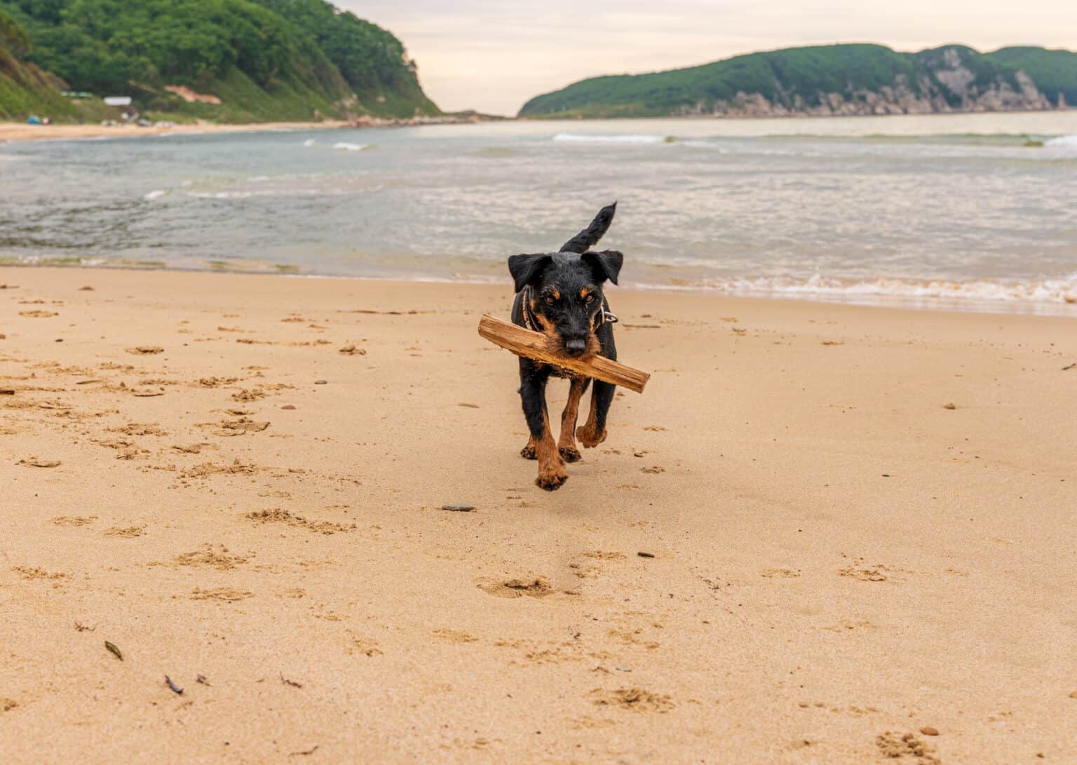 Jagdterrier Dog Breed Complete Guide - A-Z Animals