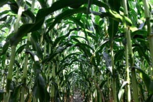 Hominy Plant vs. Corn - A-Z Animals