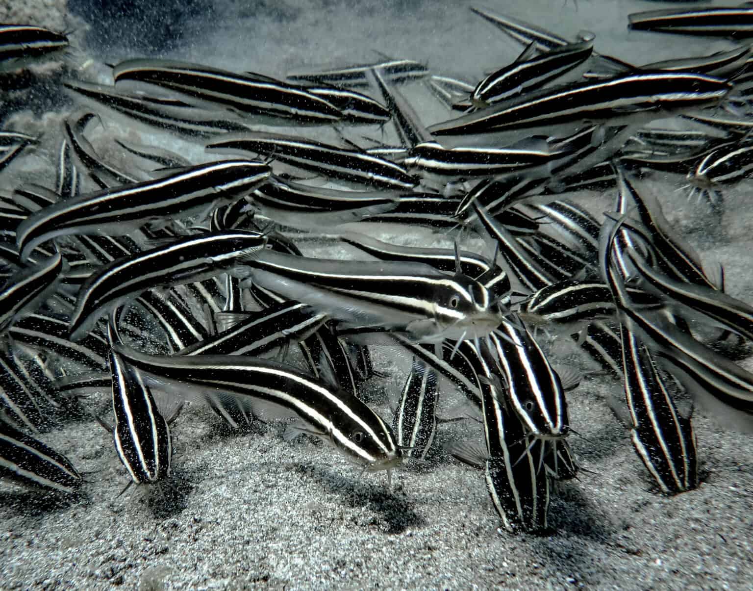 Why Eel Catfish Swim in Massive and Mesmerizing Schools - A-Z Animals